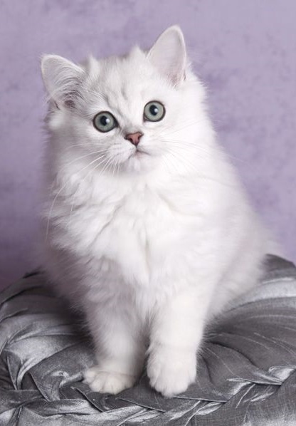 🐱 Burmilla Longhair - Сat Breed Information, Photo, Care, History - Fello.pet