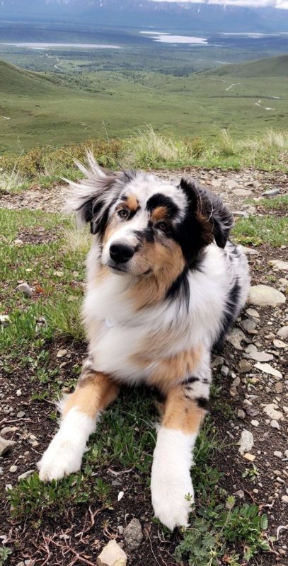 Australian Shepherd (Aussie) – Dog Breed Information, Photo, Care ...