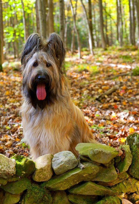 Briard - Dog Breed Information, Photo, Care, History - Fello.pet