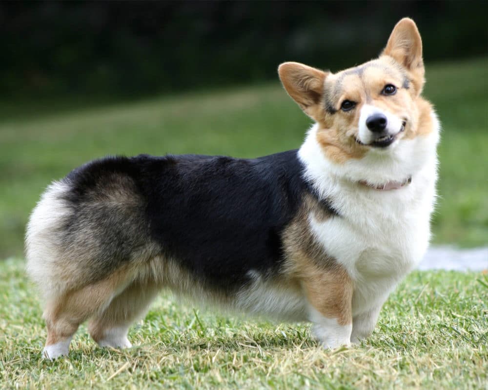 Corgi Galés De Cardigan - Información De Raza De Perro, Foto, Cuidado, Historia - Fello.pet