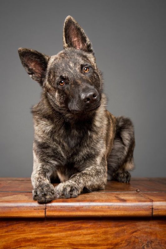 🐶 Dutch Shepherd - Dog Breed Information, Photo, Care, History - Fello.pet