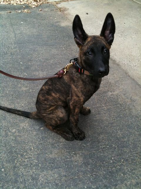 Dutch Shepherd - Dog Breed Information, Photo, Care, History - Fello.pet