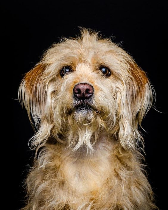 Dutch Smoushond - Dog Breed Information, Photo, Care, History - Fello.pet