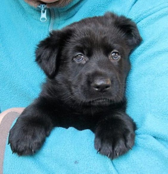 Majorca Shepherd Dog - Dog Breed Information, Photo, Care, History ...