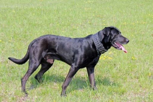 Majorca Shepherd Dog - Dog Breed Information, Photo, Care, History ...