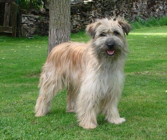 Pyrenean Sheepdog - Dog Breed Information, Photo, Care, History - Fello.pet