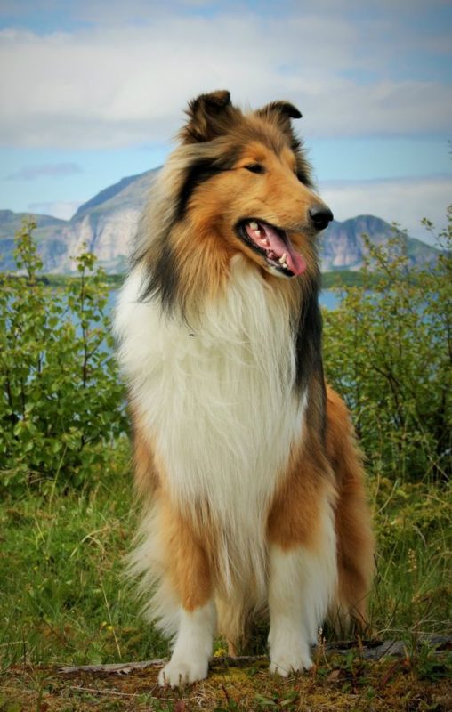 Rough Collie - Dog Breed Information, Photo, Care, History - Fello.pet