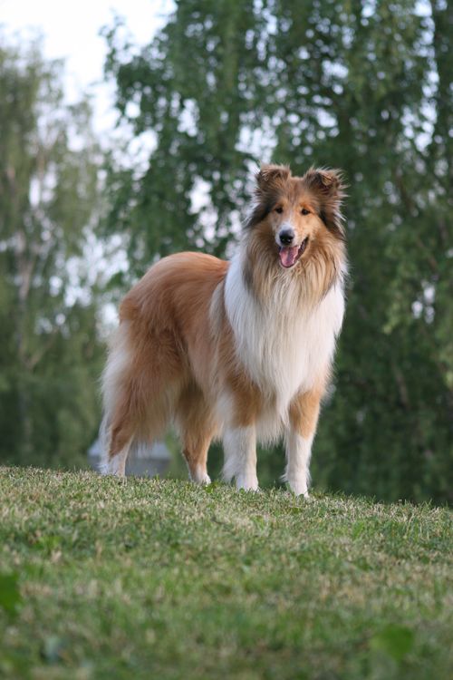 Rough Collie - Dog Breed Information, Photo, Care, History - Fello.pet