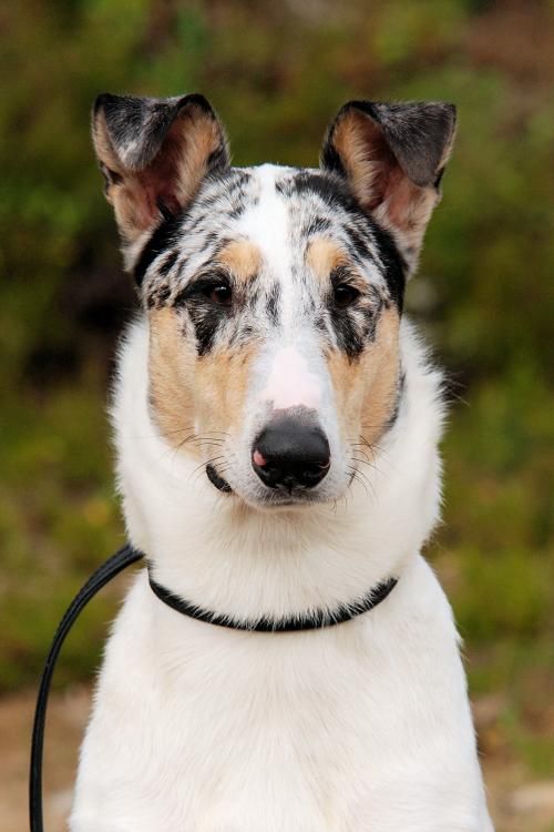Smooth Collie - Dog Breed Information, Photo, Care, History - Fello.pet