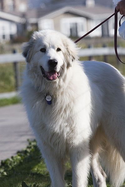 Tatra Shepherd Dog - Dog Breed Information, Photo, Care, History ...
