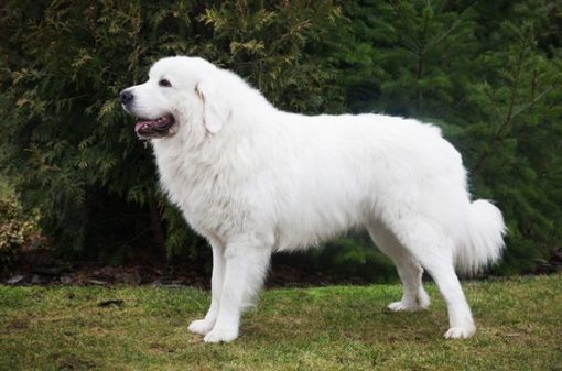 Tatra Shepherd Dog - Dog Breed Information, Photo, Care, History ...