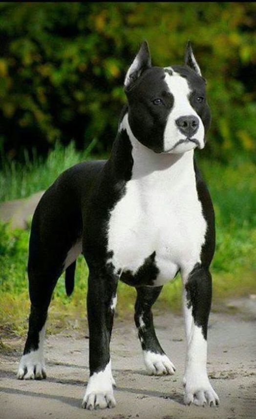 American Staffordshire Terrier - Dog Breed Information, Photo, Care ...