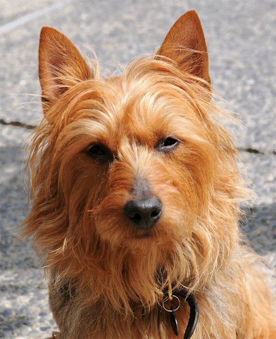 Australian Terrier - Dog Breed Information, Photo, Care, History ...