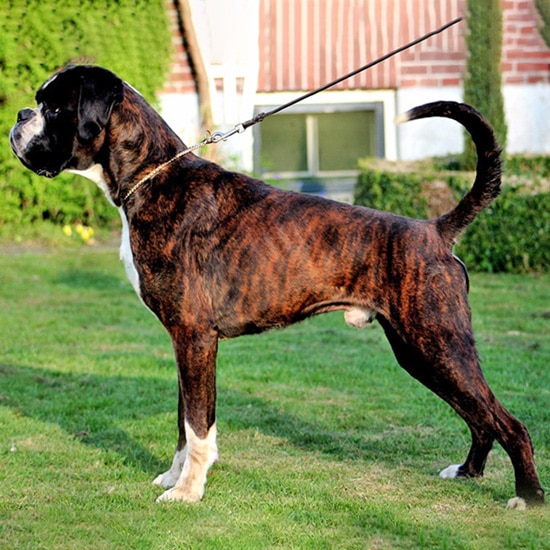 Guard Dogs Are Boxers