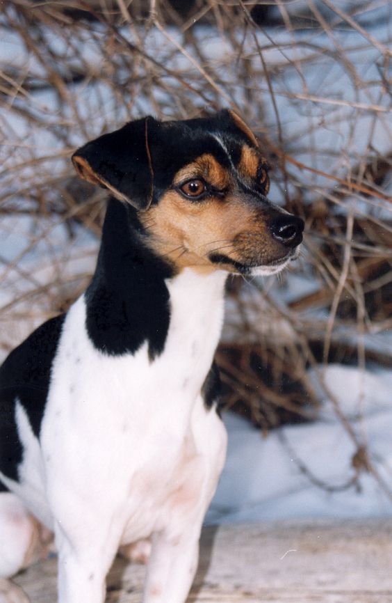 Brazilian Terrier - Dog Breed Information, Photo, Care, History - Fello.pet