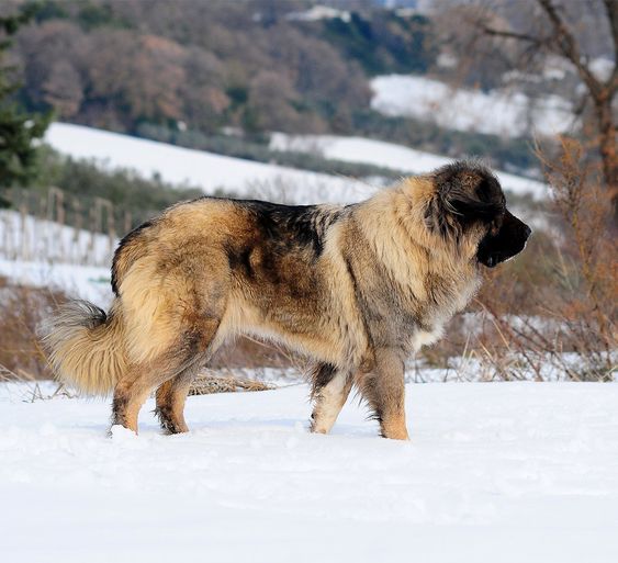 Caucasian Shepherd Dog: Breed Information, Care, And Characteristics