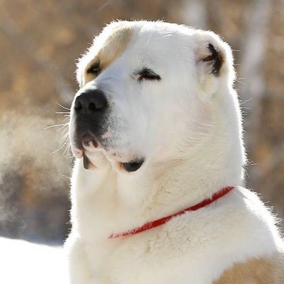 Central Asian Shepherd Dog - Dog Breed Information, Photo, Care ...