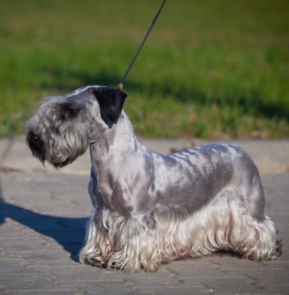 Cesky Terrier - Dog Breed Information, Photo, Care, History - Fello.pet