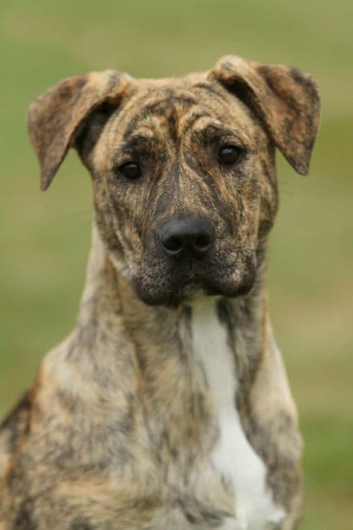 Perro Cimarrón Uruguayo - Información De Raza De Perro, Foto, Cuidado ...