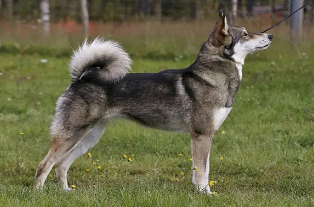 Are East Siberian Laika Puppies Lazy