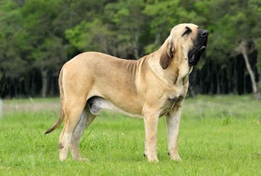Fila Brasileiro - Dog Breed Information, Photo, Care, History - Fello.pet