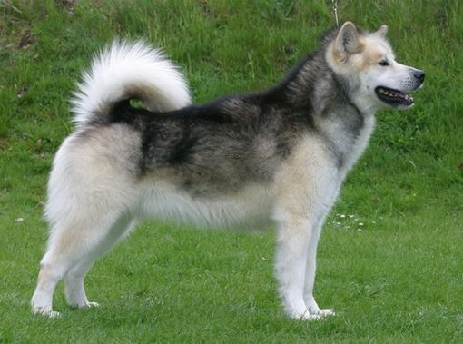 Greenland Dog - Dog Breed Information, Photo, Care, History - Fello.pet