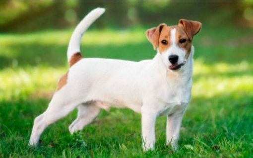 Jack Russell Terrier - Dog Breed Information, Photo, Care, History ...