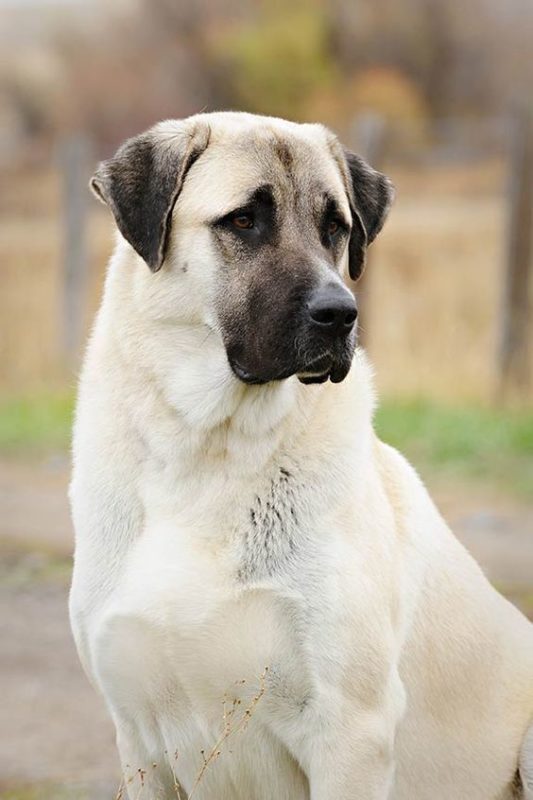 Kangal Shepherd Dog - Dog Breed Information, Photo, Care, History ...