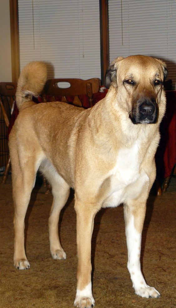 Kangal Shepherd Dog - Dog Breed Information, Photo, Care, History ...