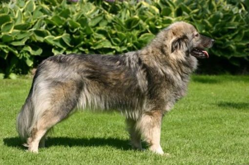 Karst Shepherd - Dog Breed Information, Photo, Care, History - Fello.pet