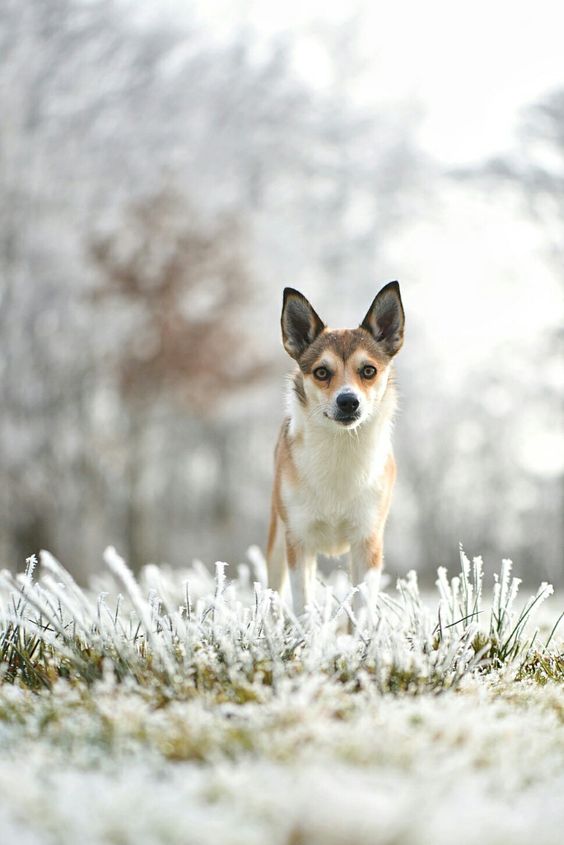 Norwegian Lundehund - Dog Breed Information, Photo, Care, History ...