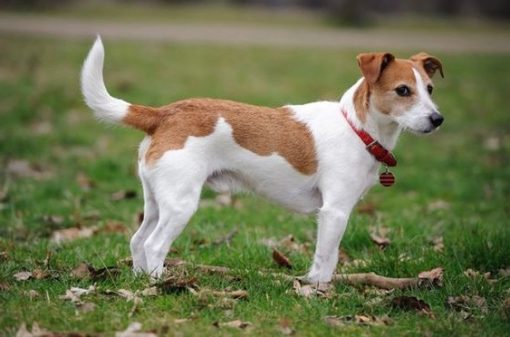 Parson Russell Terrier - Dog Breed Information, Photo, Care, History ...