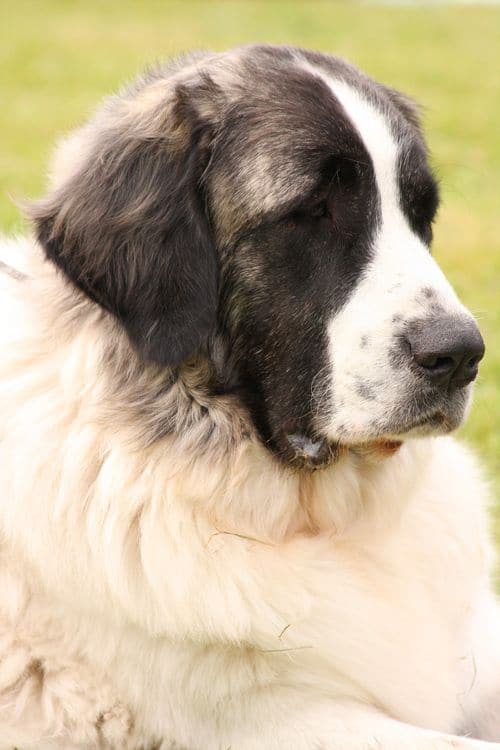Pyrenean Mastiff - Dog Breed Information, Photo, Care, History - Fello.pet