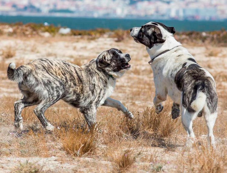 Rafeiro Do Alentejo - Dog Breed Information, Photo, Care, History ...