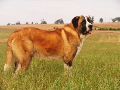 Rafeiro Do Alentejo - Dog Breed Information, Photo, Care, History ...