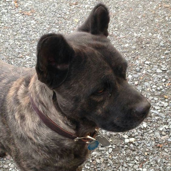 Saint Miguel Cattle Dog - Dog Breed Information, Photo, Care, History ...