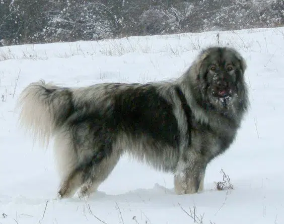 🐶 Šarplaninac - Dog Breed Information, Photo, Care, History - Fello.pet