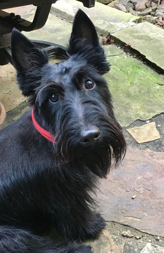 🐶 Scottish Terrier - Dog Breed Information, Photo, Care, History ...