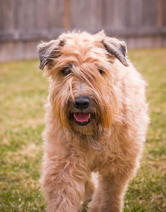 Irish Soft Coated Wheaten Terrier - Información De Raza De Perro, Foto, Cuidado, Historia ...