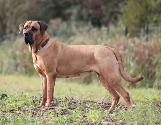 🐶 Тоса-ину - Информация о породе собаки, Фото, Уход, История - Fello.pet