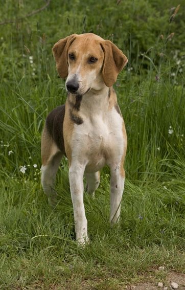 Anglo-Français De Petite Vénerie - Dog Breed Information, Photo, Care ...