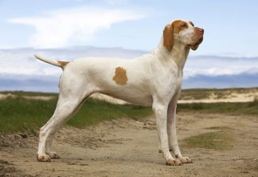 Ariège Pointer - Dog Breed Information, Photo, Care, History - Fello.pet