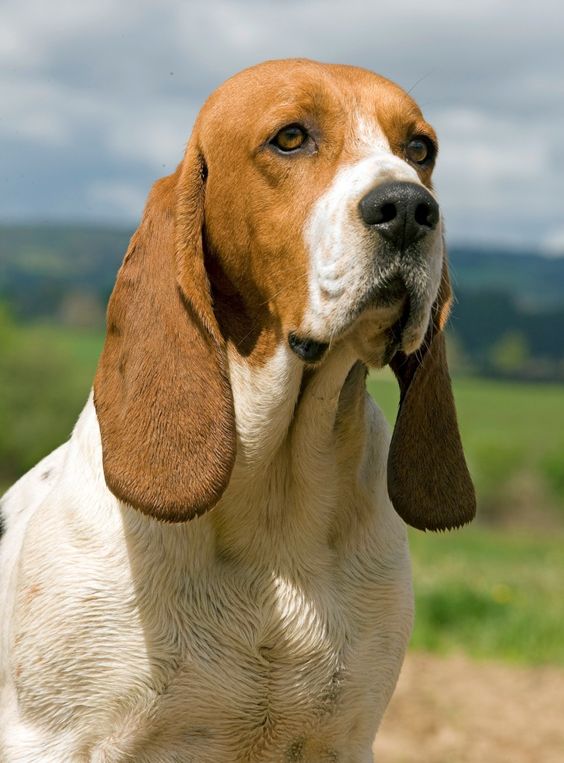 Artois Hound - Dog Breed Information, Photo, Care, History - Fello.pet