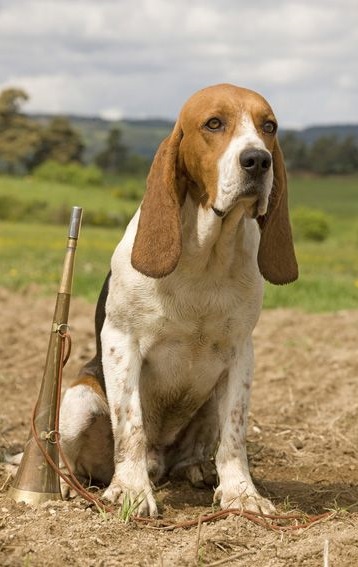 Artois Hound - Dog Breed Information, Photo, Care, History - Fello.pet