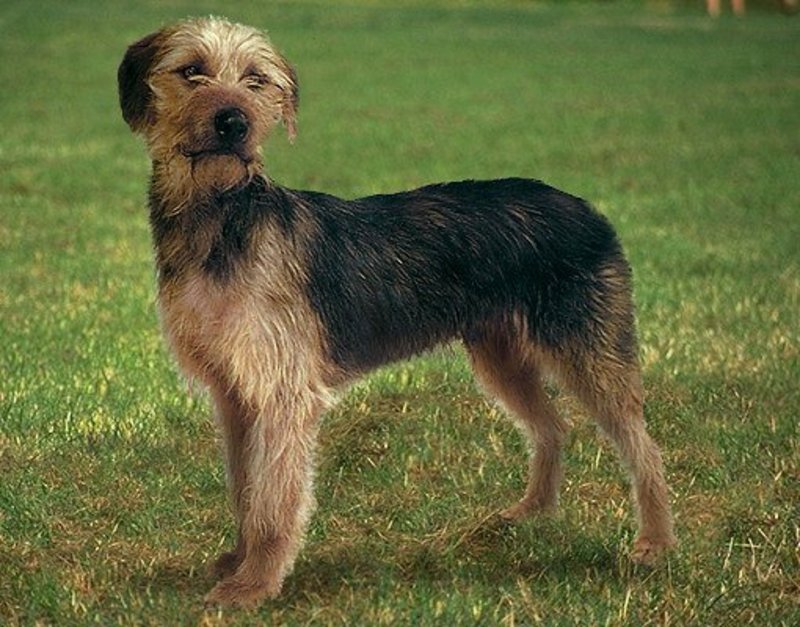 Barak - Dog Breed Information, Photo, Care, History - Fello.pet