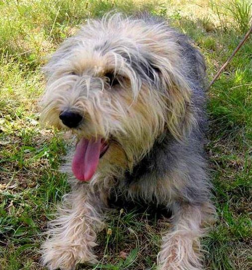 Barak - Dog Breed Information, Photo, Care, History - Fello.pet