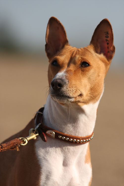 🐶 Basenji - Información De Raza De Perro, Foto, Cuidado, Historia ...