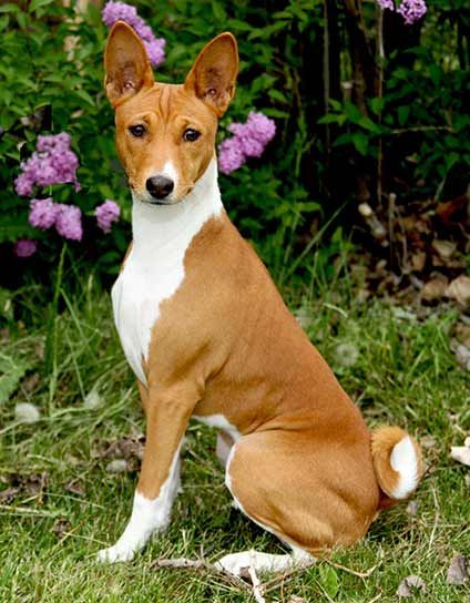 🐶 Basenji - Información De Raza De Perro, Foto, Cuidado, Historia ...
