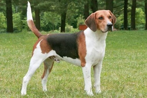 Beagle-Harrier - Dog Breed Information, Photo, Care, History - Fello.pet