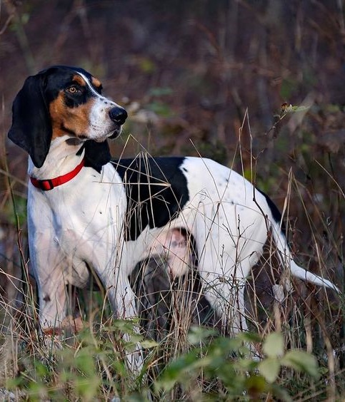 Bernese Hound - Dog Breed Information, Photo, Care, History - Fello.pet